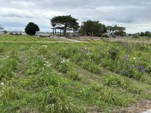 令和8年菖蒲城趾あやめ園の花しょうぶ開花情報｜久喜市ホームページ