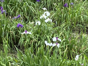 令和8年菖蒲城趾あやめ園の花しょうぶ開花情報｜久喜市ホームページ